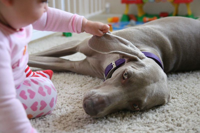 15 Best Dog Breeds For Families With Children